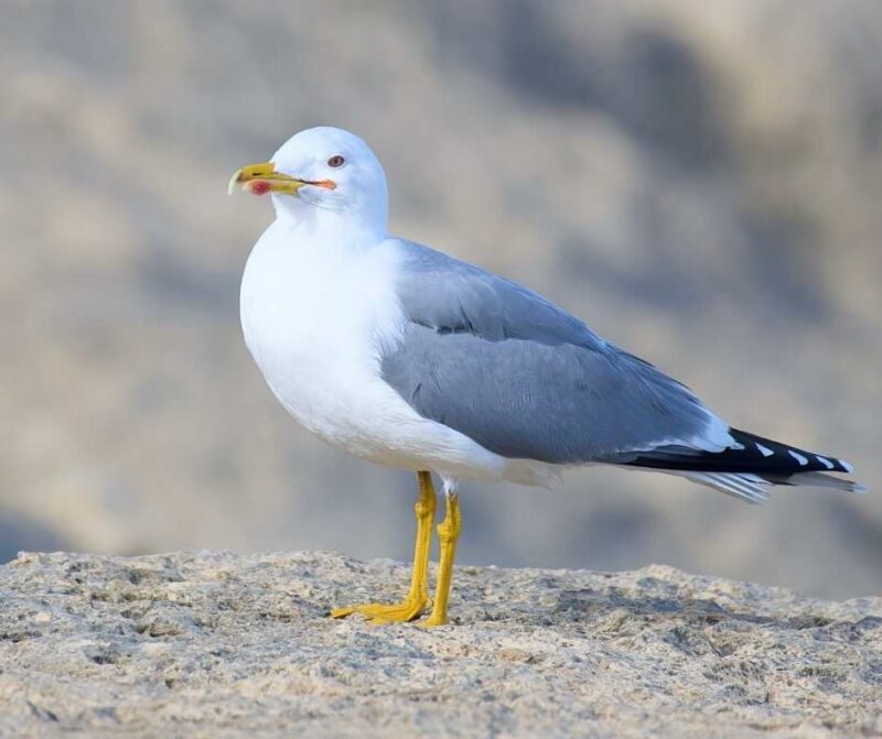 The Gozo Bird Gallery - Gozo In The House