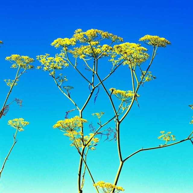 Foraging Gozo. Sweet, Wild Fennel - Gozo In The House